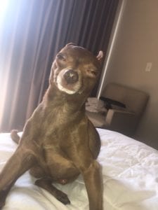 60 quirky pets with weird but amusing habits