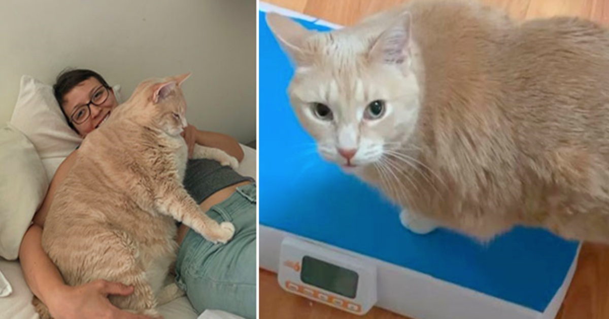 50 fat cats that drastically lost weight and found their sleeker selves