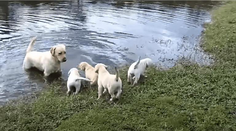 Labrador dad gives his puppies their very first swimming lesson