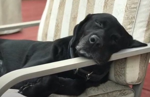 Bomb Sniffer Dog Gets Sweetest Surprise Retirement Gift