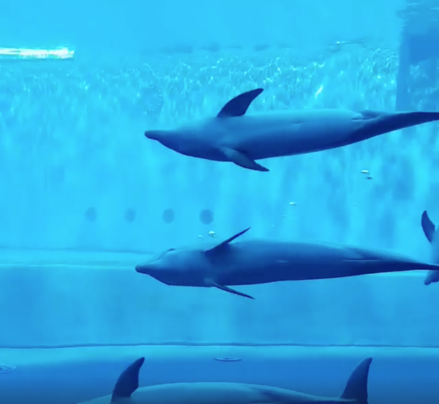 Dolphins rush to glass when they hear violinist playing beautiful music ...