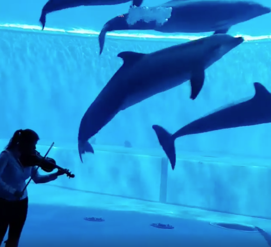 Dolphins rush to glass when they hear violinist playing beautiful music ...