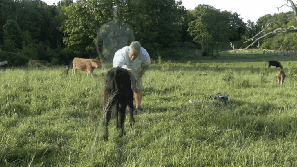 Baby cow jumps for joy & makes the weirdest noises when playing with ...