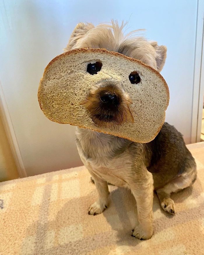 30 'inbread' animals we can't stop laughing at