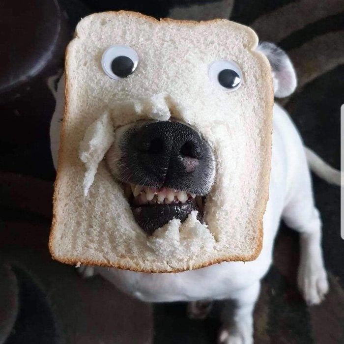 30 'inbread' animals we can't stop laughing at