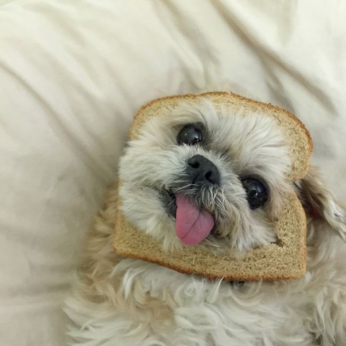 30 'inbread' animals we can't stop laughing at