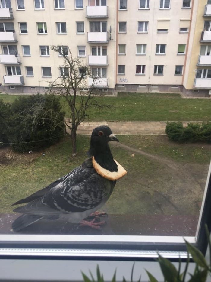 30 'inbread' animals we can't stop laughing at