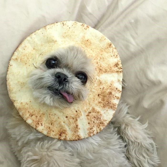 30 'inbread' animals we can't stop laughing at