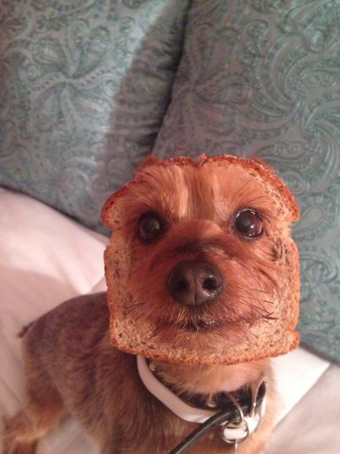 30 'inbread' animals we can't stop laughing at