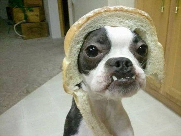 30 'inbread' animals we can't stop laughing at