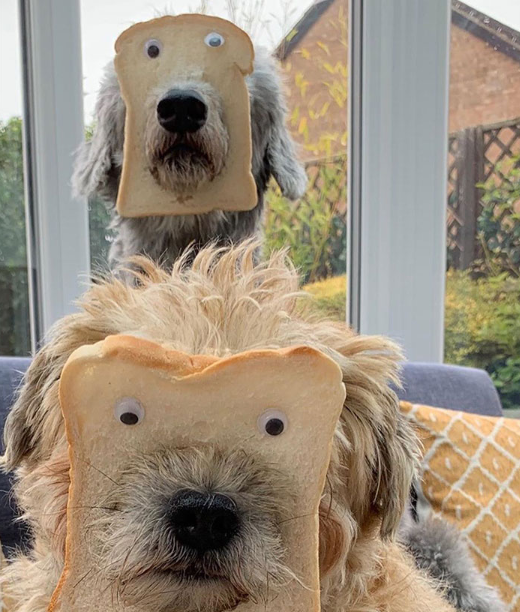 30 'inbread' animals we can't stop laughing at