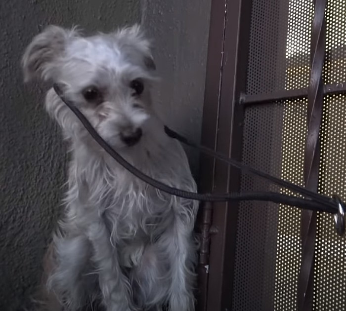 Trembling stray dog completely changes after rescuer gives him a hug