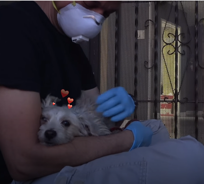 Trembling stray dog completely changes after rescuer gives him a hug