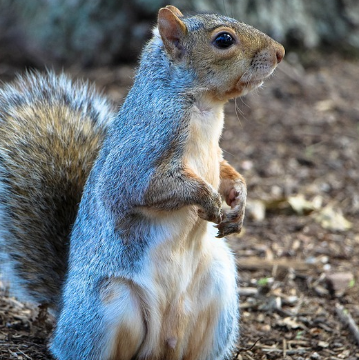 Young Woman Gets More Than She Bargained For Rescuing Squirrel