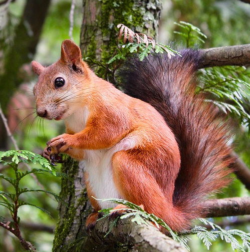 Young Woman Gets More Than She Bargained For Rescuing Squirrel