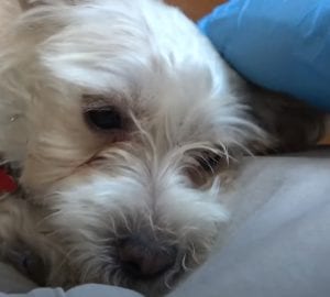 Trembling stray dog completely changes after rescuer gives him a hug