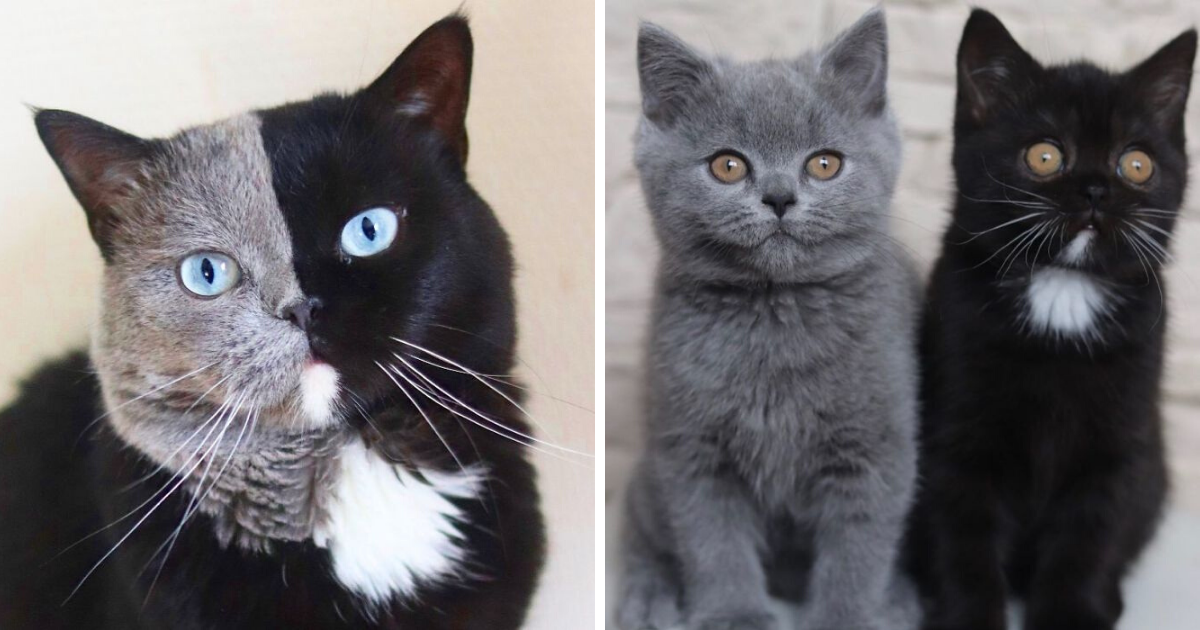 Cat with split-colored face becomes dad to kittens with each of his colors