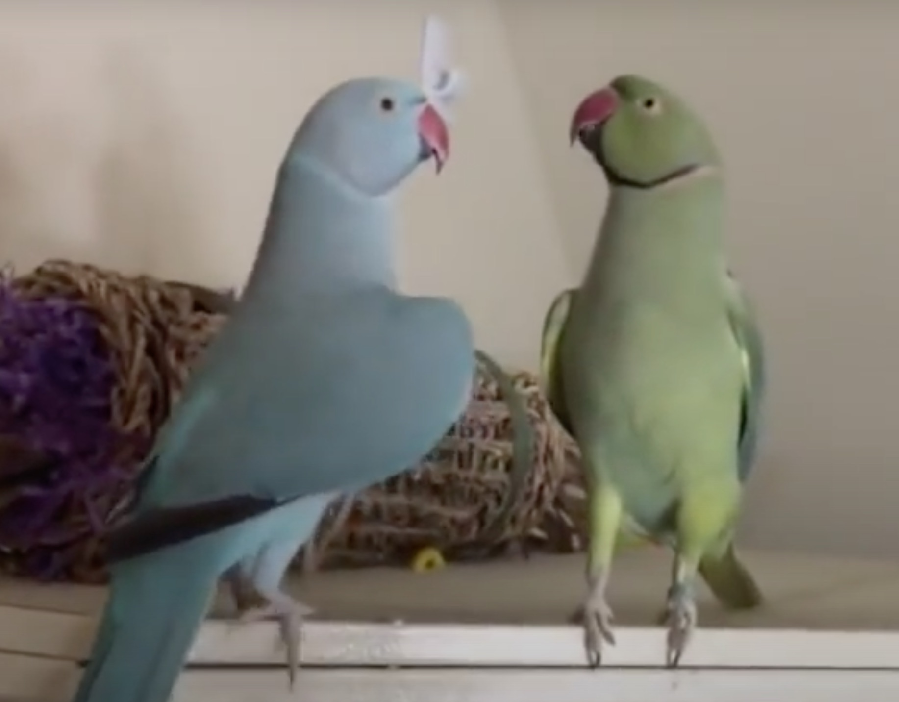 Parakeets Carry On Adorable Conversation In English