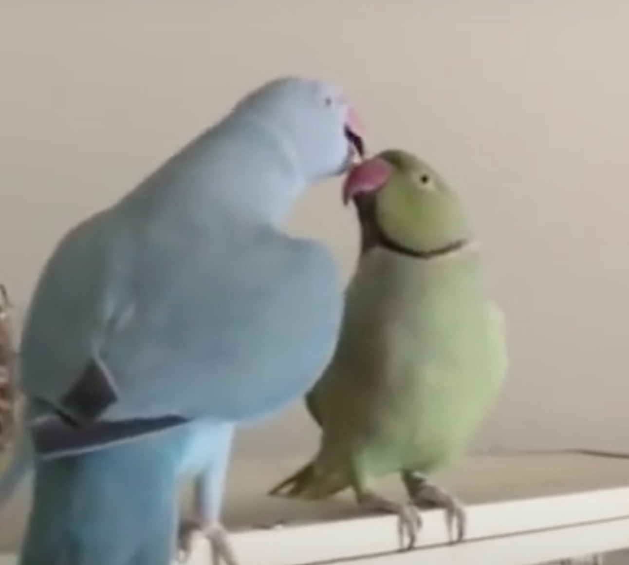 Parakeets Carry On Adorable Conversation In English