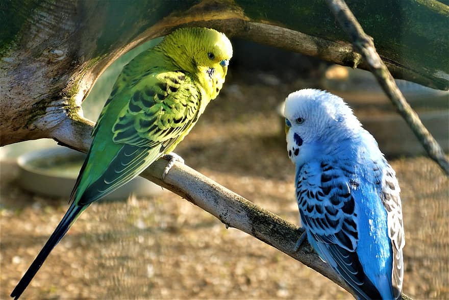 Parakeets Carry On Adorable Conversation In English
