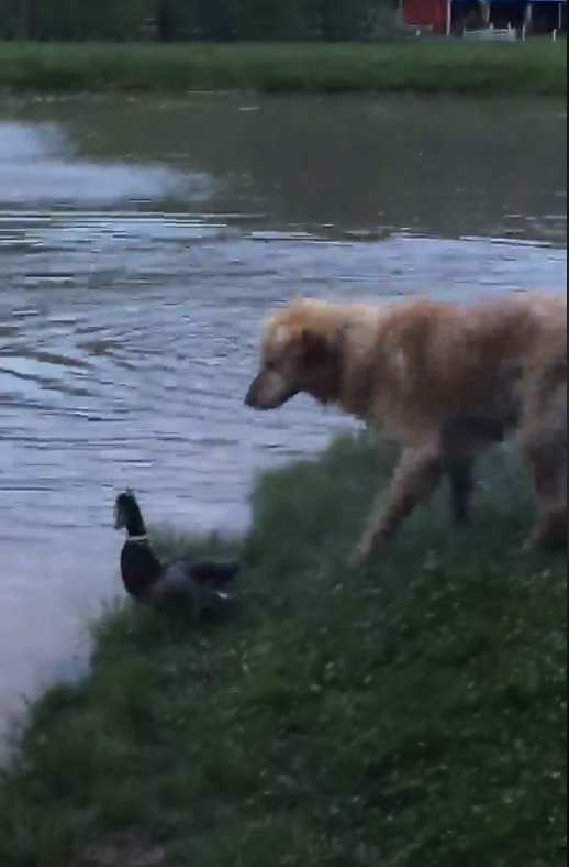 Dog befriends wild duck and now duck won’t leave him alone