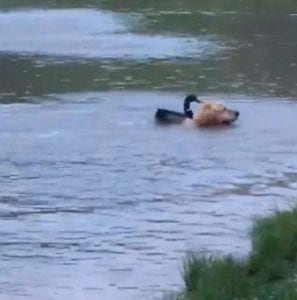Dog befriends wild duck and now duck won’t leave him alone