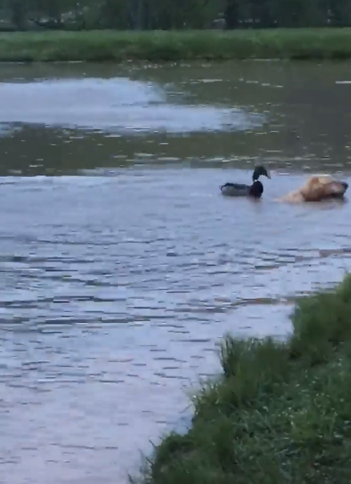 Dog befriends wild duck and now duck won’t leave him alone
