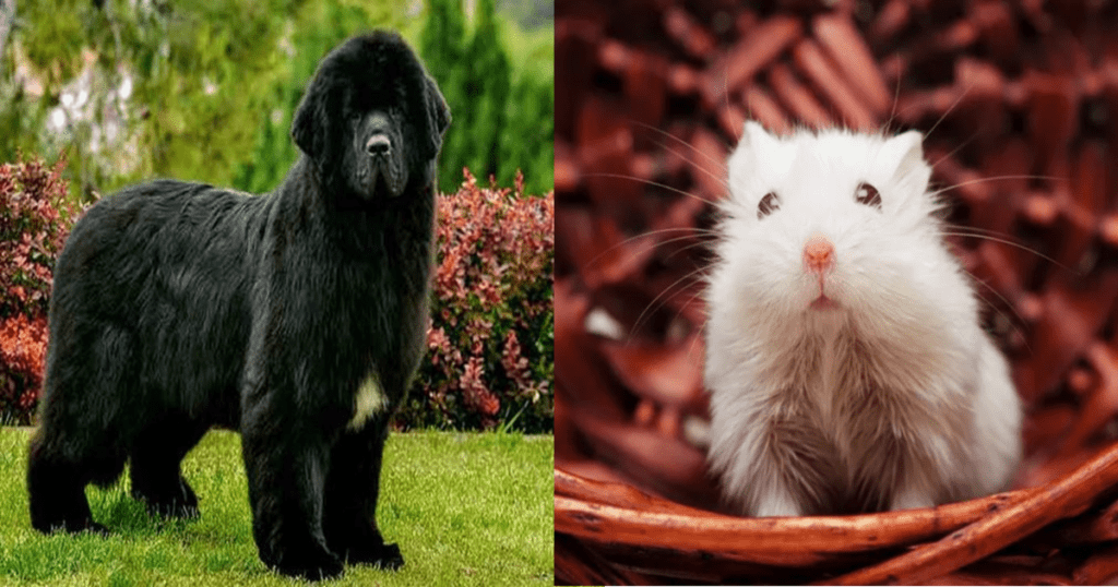 45 presidential pets you probably never knew roamed around the White ...