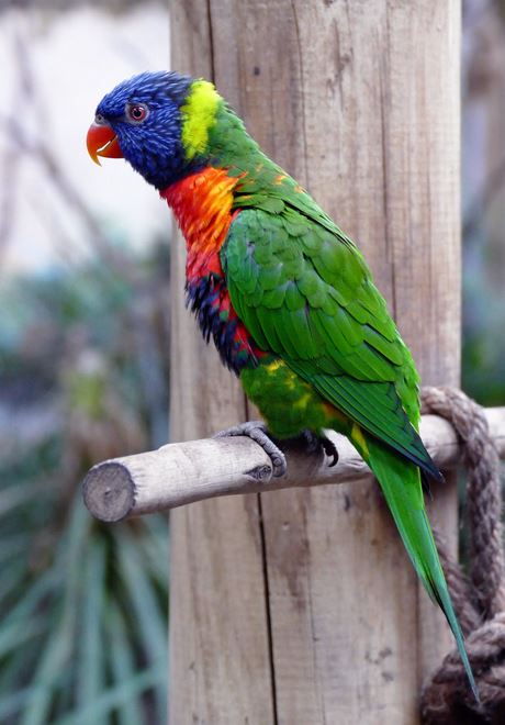 45 presidential pets you probably never knew roamed around the White ...