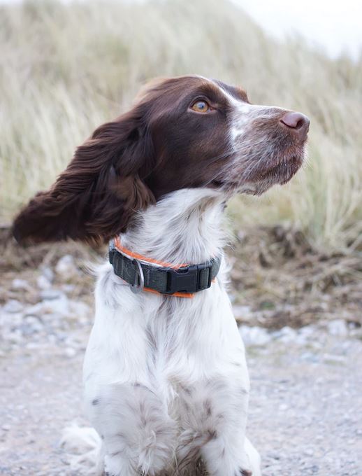 45 presidential pets you probably never knew roamed around the White ...