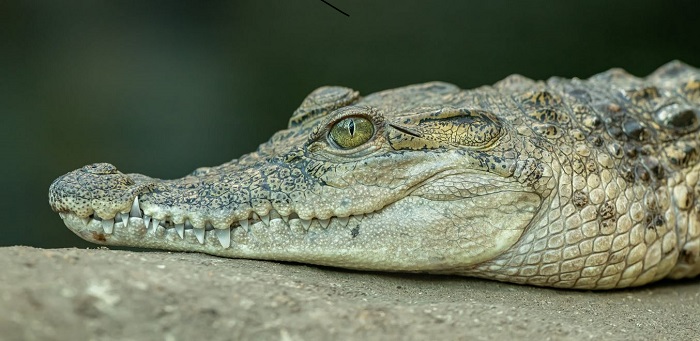 45 presidential pets you probably never knew roamed around the White ...