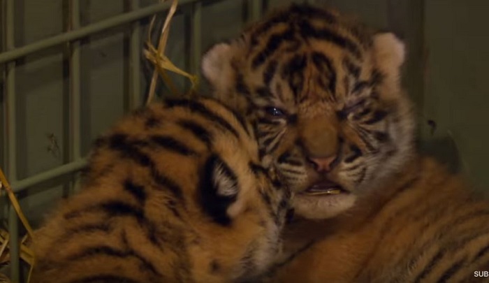 45 presidential pets you probably never knew roamed around the White ...