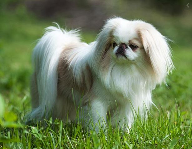 45 presidential pets you probably never knew roamed around the White ...