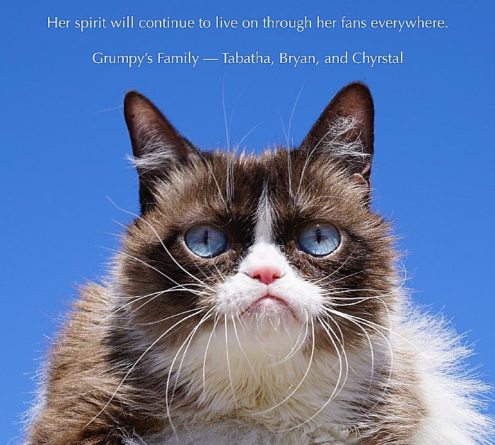 Adorable, grouchy-looking cat is the best watermelon supervisor