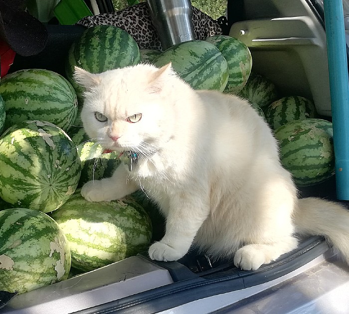 Adorable, grouchy-looking cat is the best watermelon supervisor