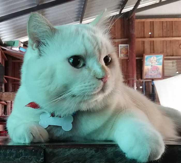 Adorable, grouchy-looking cat is the best watermelon supervisor