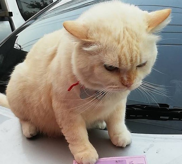 Adorable, grouchy-looking cat is the best watermelon supervisor