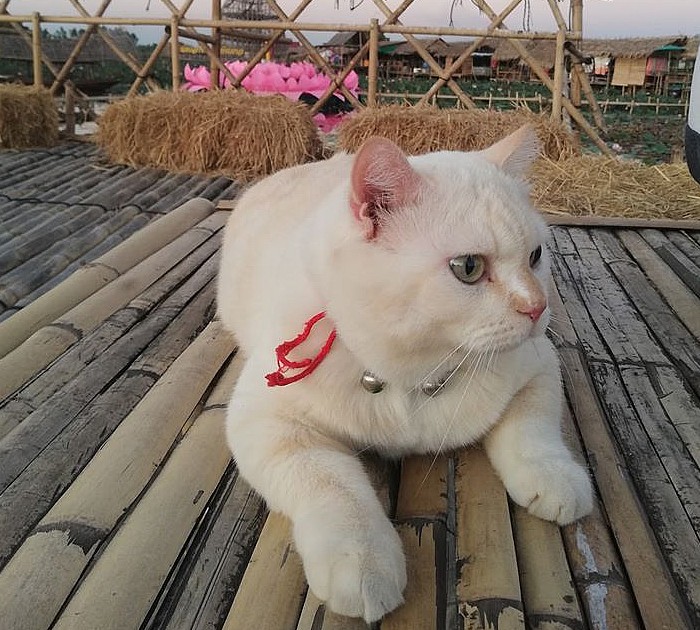 Adorable, grouchy-looking cat is the best watermelon supervisor
