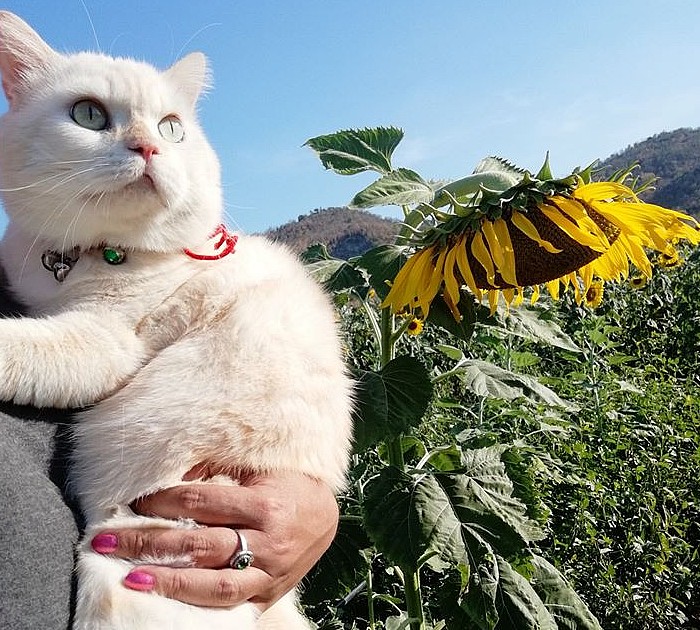Adorable, grouchy-looking cat is the best watermelon supervisor