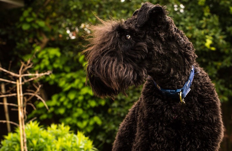 Experts the longest living dog breeds on the planet