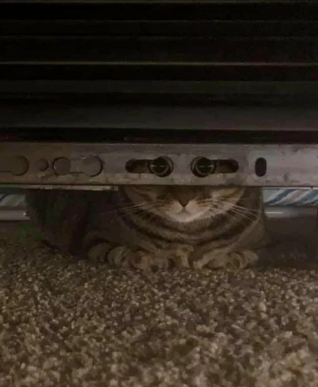 75 pics that prove cats are weirdos