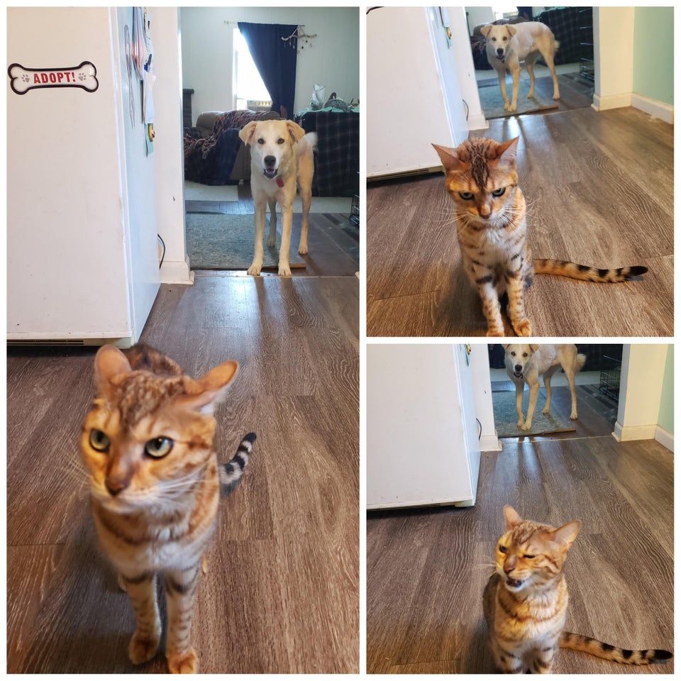 75 pics that prove cats are weirdos