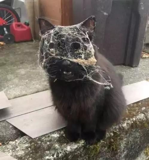 60 Photos of cats that we bet will make you laugh