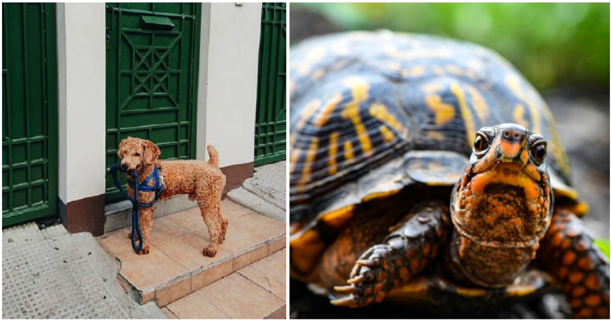 Here are the 12+ most common household pets that live the longest