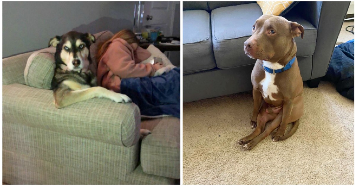60 quirky pets with weird but amusing habits