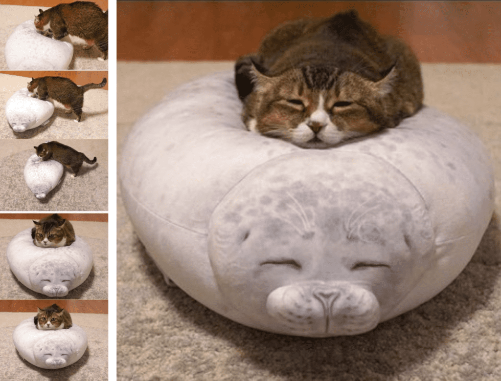 50 hilarious photos of cats to cracking up of laughter