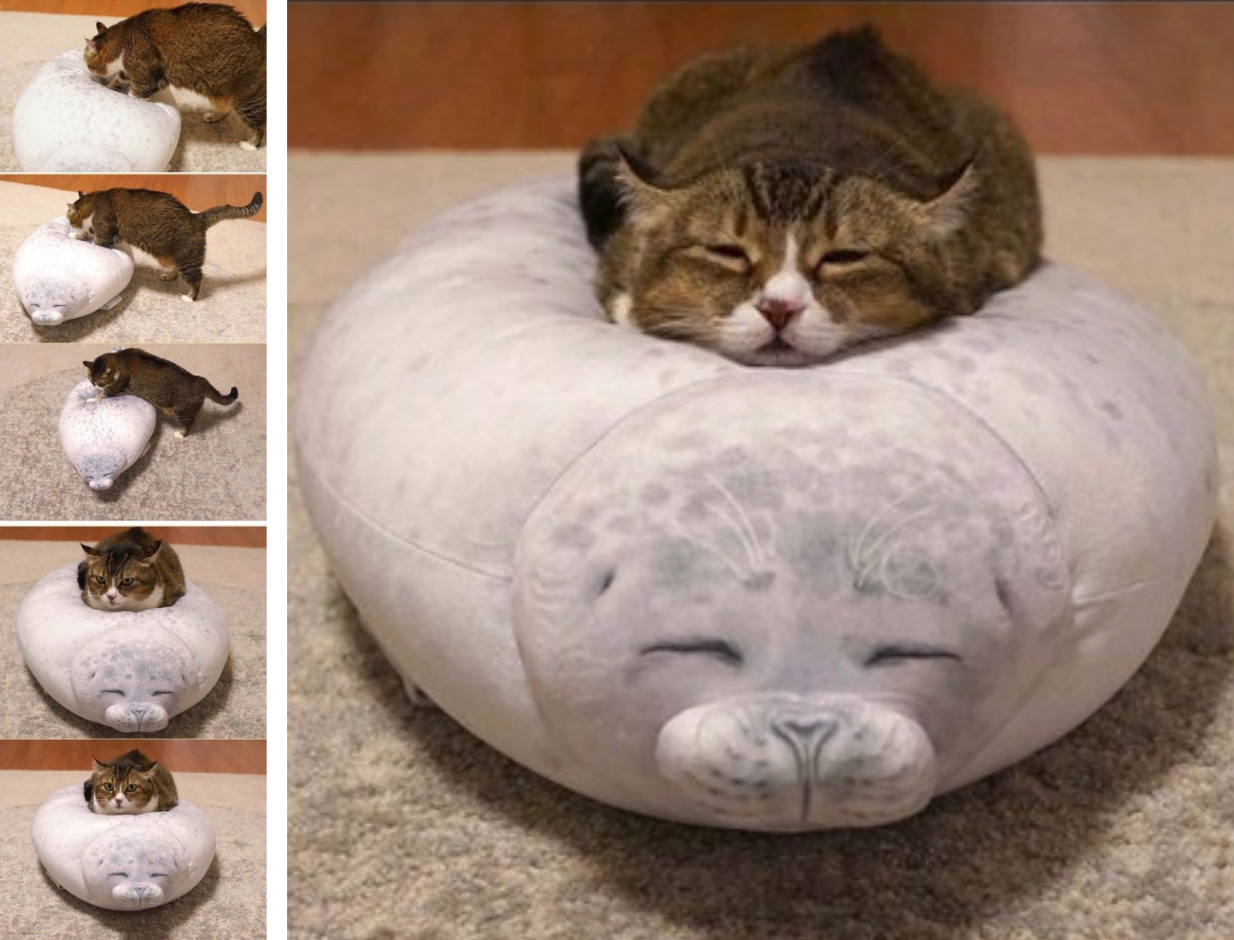 50 hilarious photos of cats to cracking up of laughter
