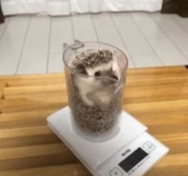 50 Funny ways animal caretakers weigh animals
