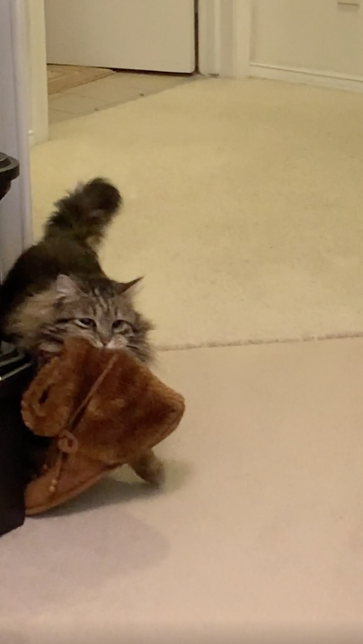 50 hilarious photos of cats to cracking up of laughter