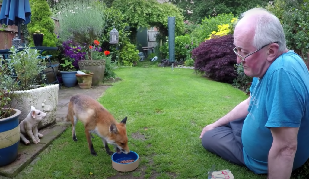 Friendly wild urban fox patiently waits to be fed